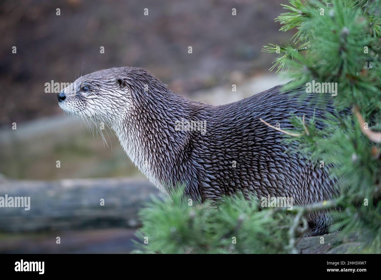 Euroasian otter by a coniferous tree looking left from close up. Lutra ...