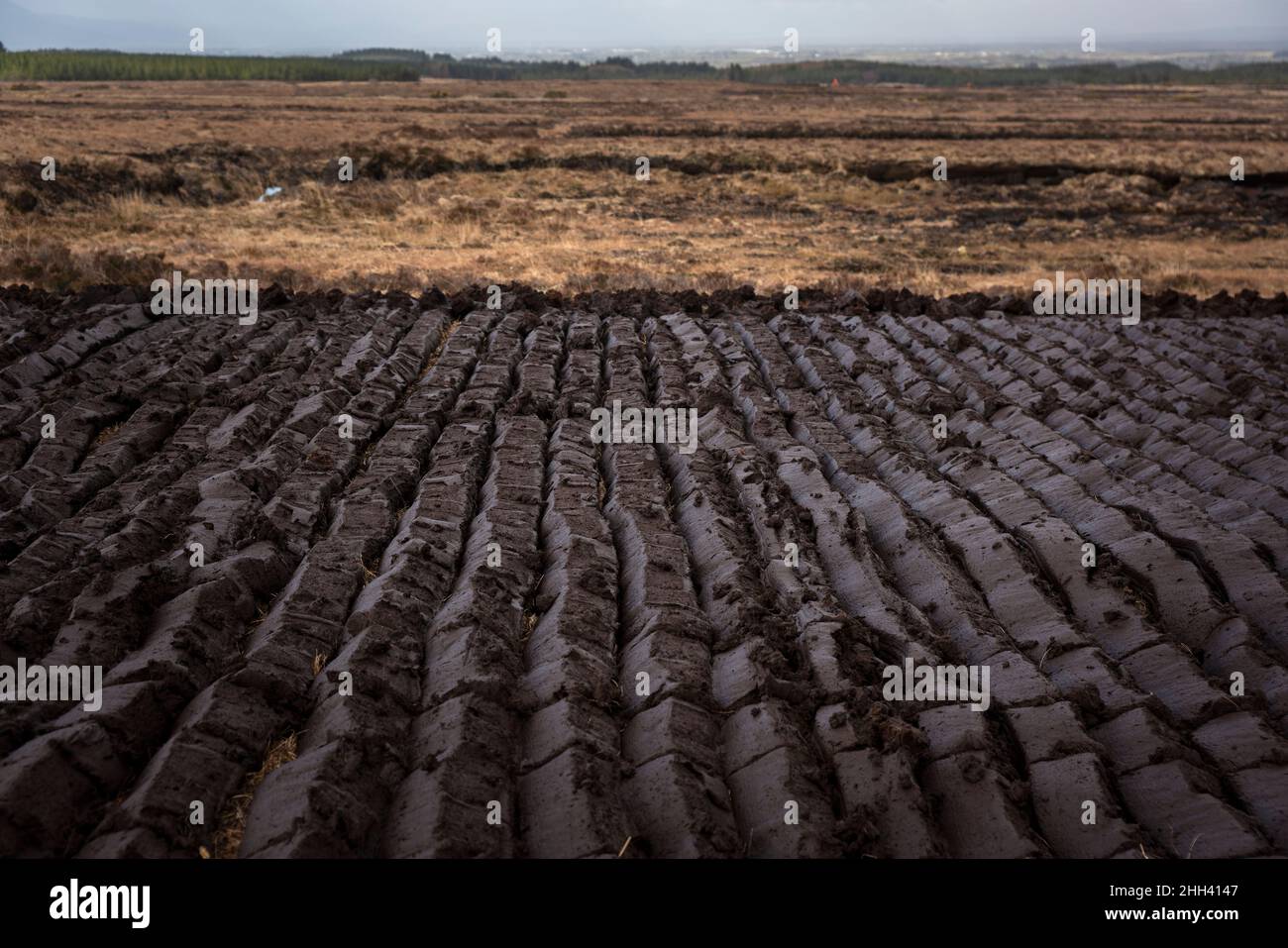 A turf plot with machine cut turf, drying in the sun. This turf was cut ...