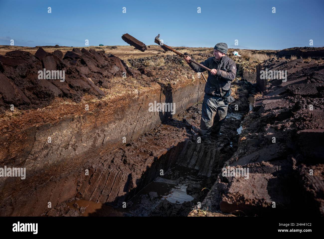 An Irish turf cutter, cutting sods of turf with a sleán, the ...