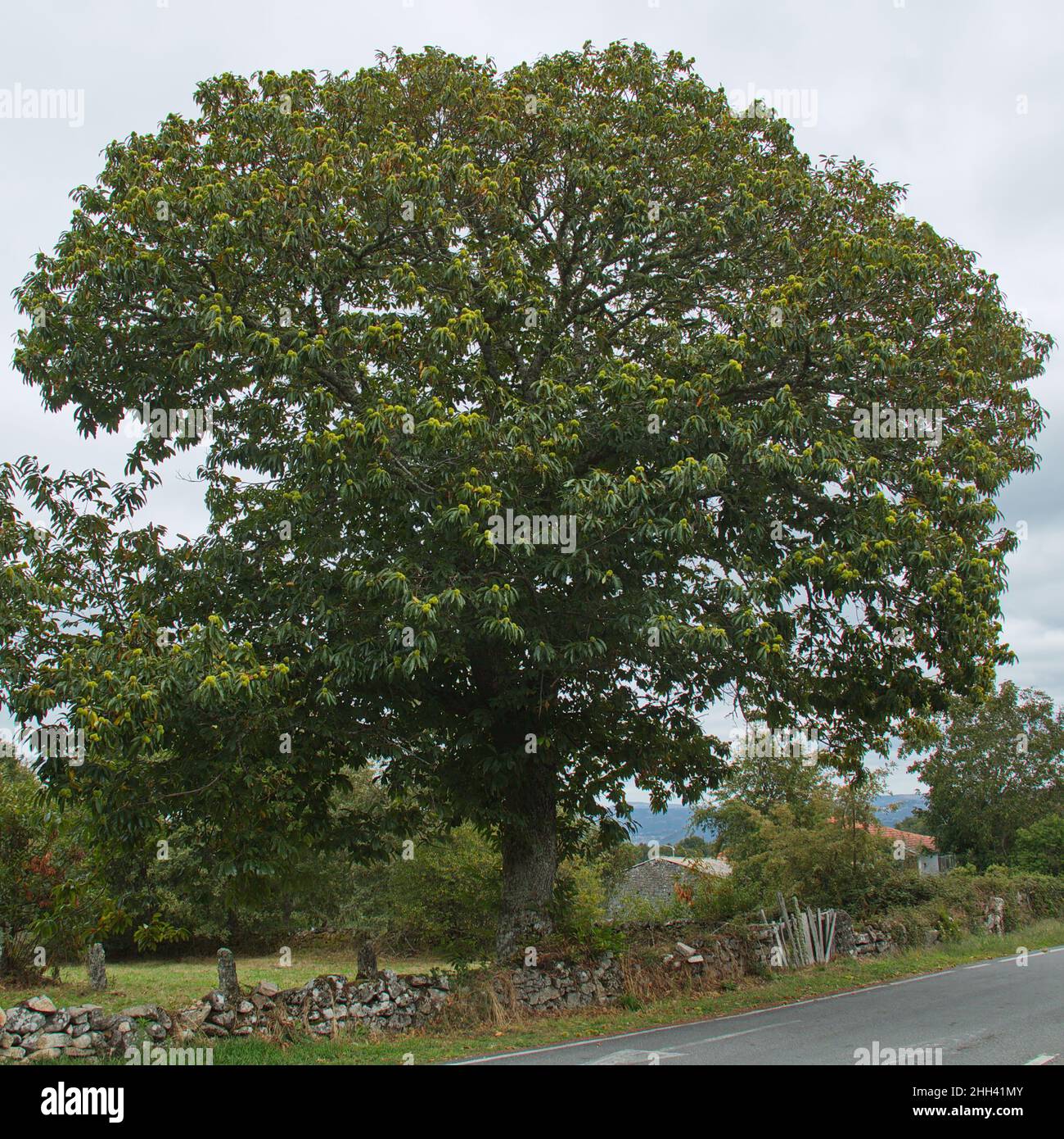 Giant chestnut tree in Ribeira Sacra at Santo Estevo in Galicia,Spain ...
