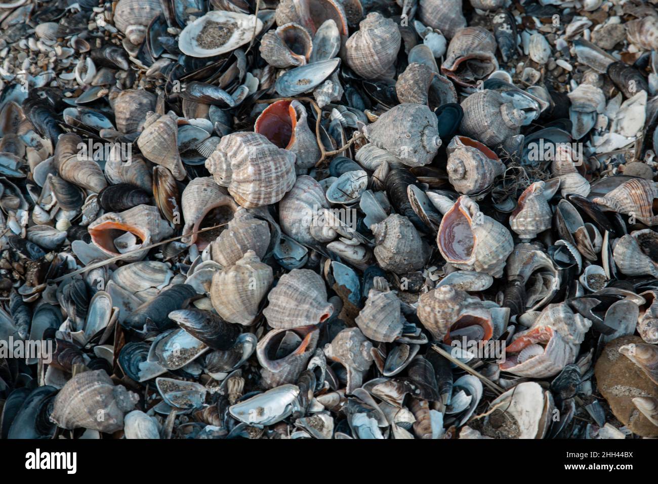 Sea shell texture hi-res stock photography and images - Alamy