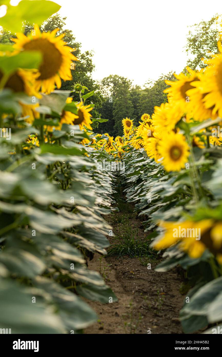 Sunflowers Plantation - Sunflower Field Agriculture Stock Photo - Alamy