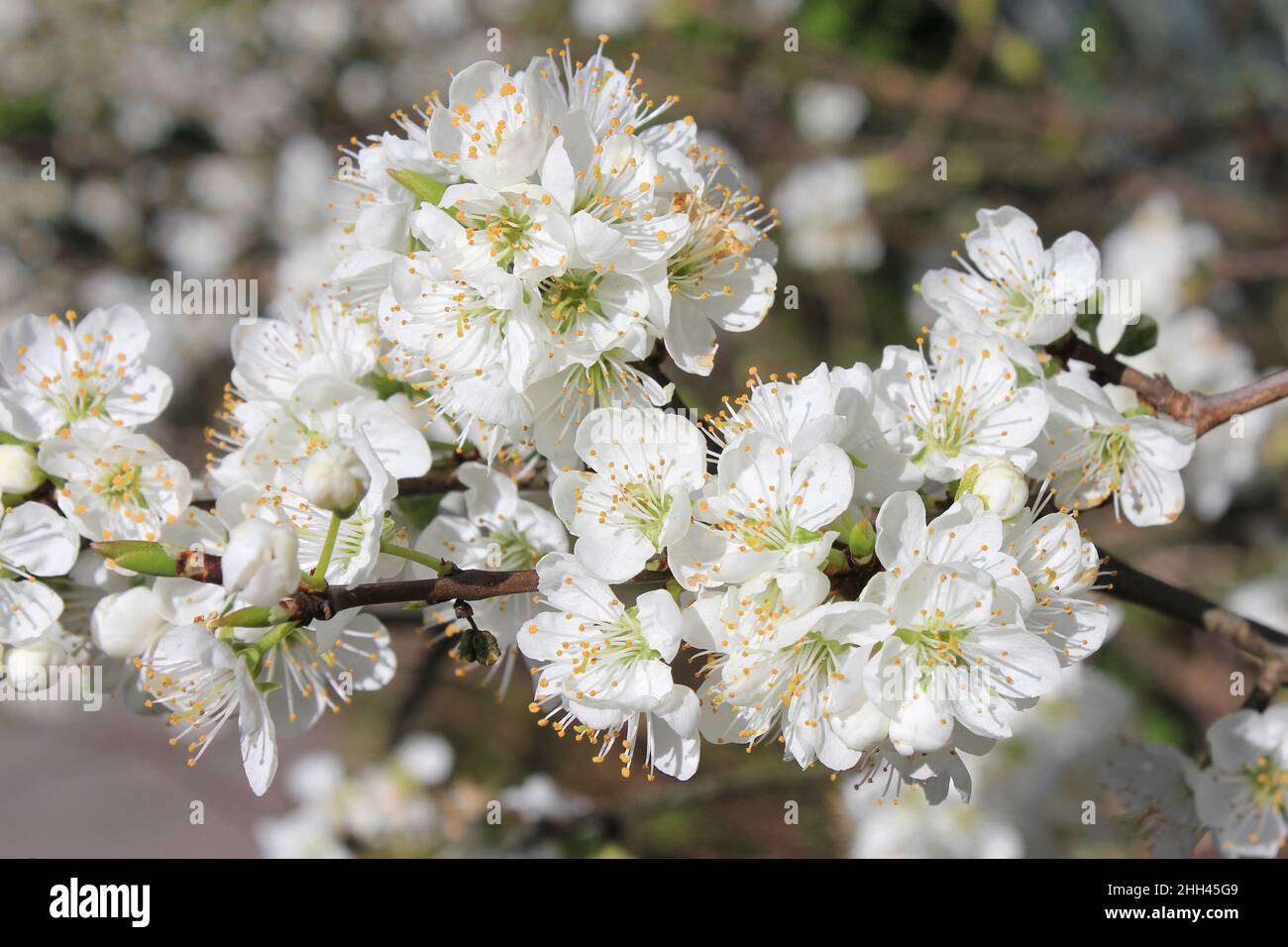Blackthorn Prunus spinosa blossom, Eastham Country Park, Wirral, UK ...