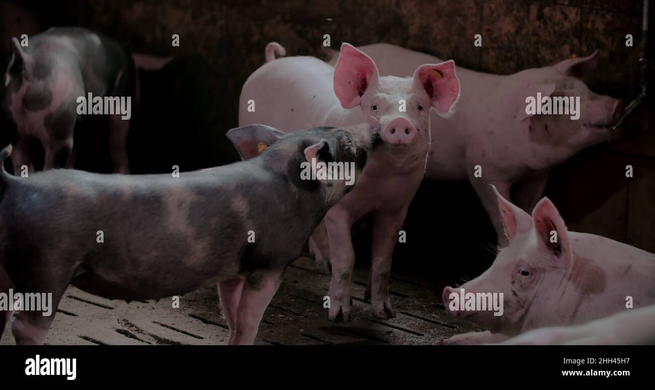 Pigs at Livestock farm. Pork Production, Livestock, Swine Stock Photo ...