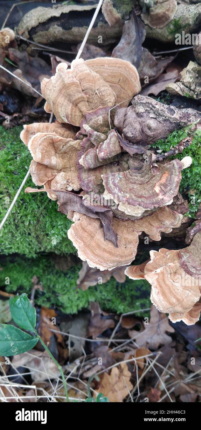 Fungus fungii hi-res stock photography and images - Alamy