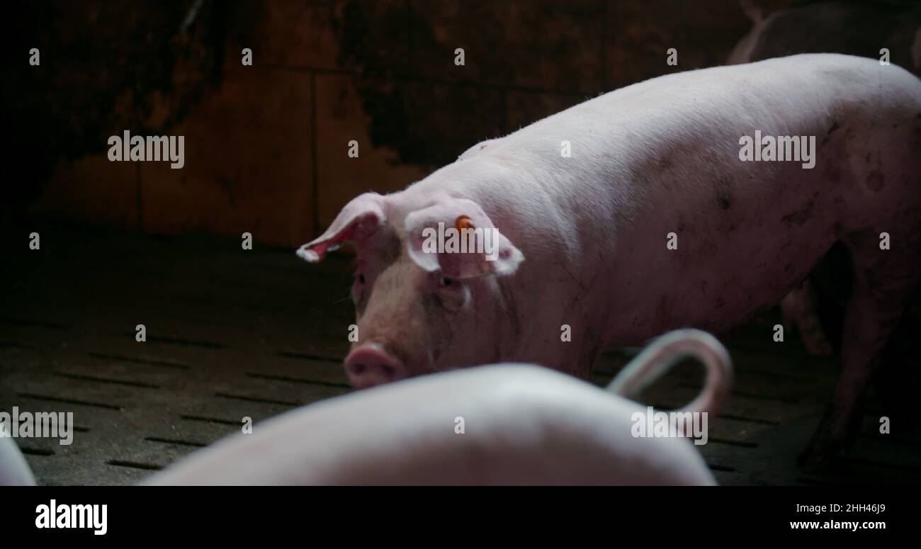 Pigs at Livestock farm. Pork Production, Livestock, Swine Stock Photo ...