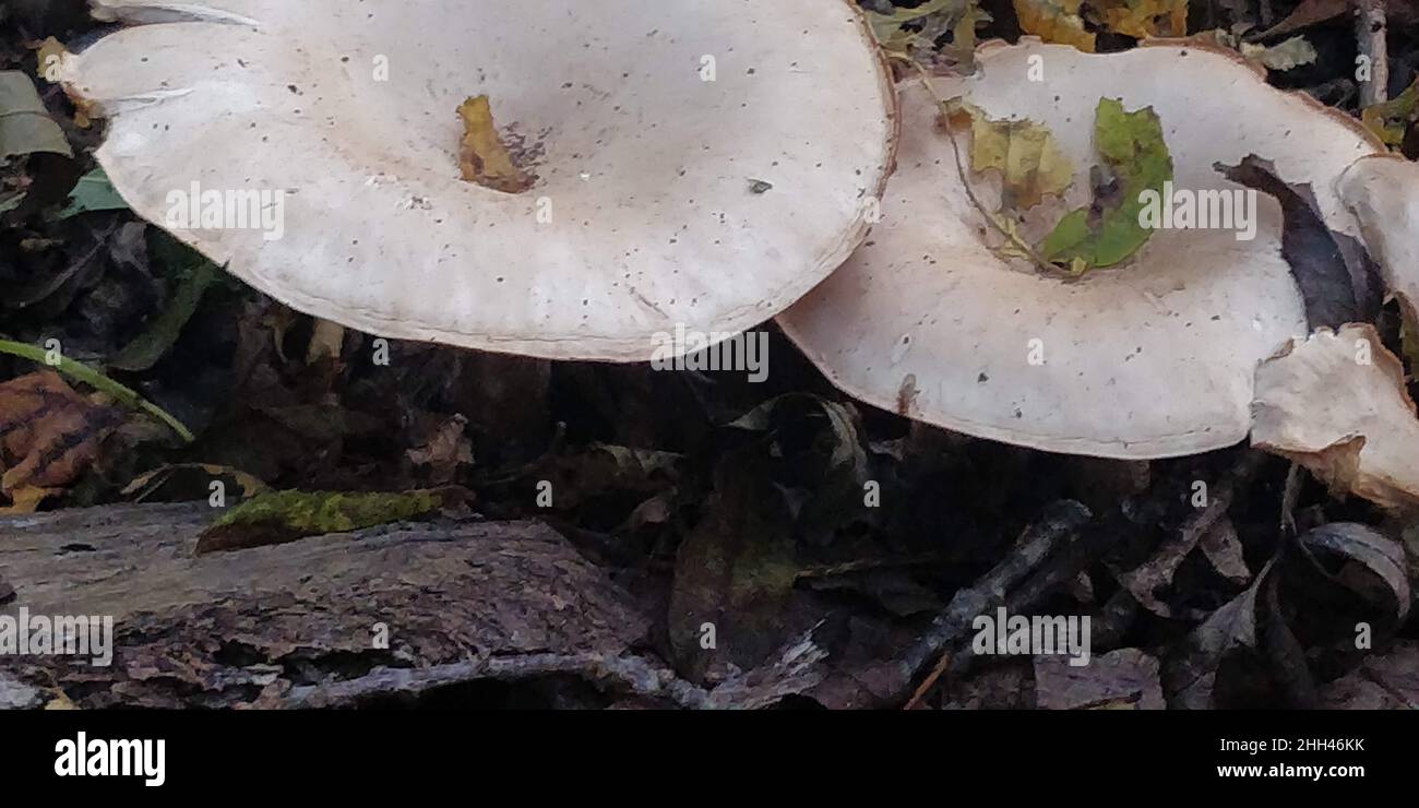 Fungus fungii hi-res stock photography and images - Alamy