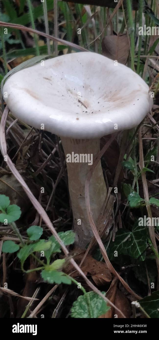 Fungus fungii hi-res stock photography and images - Alamy