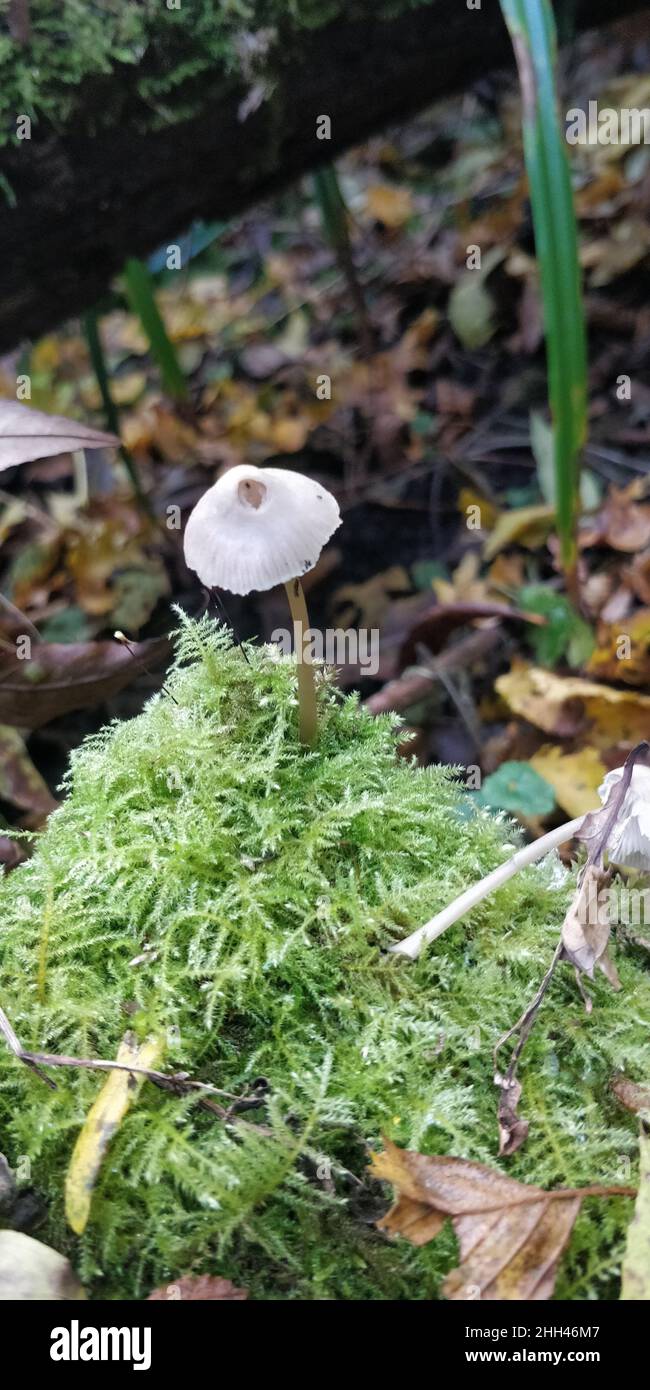 Fungus fungii hi-res stock photography and images - Alamy