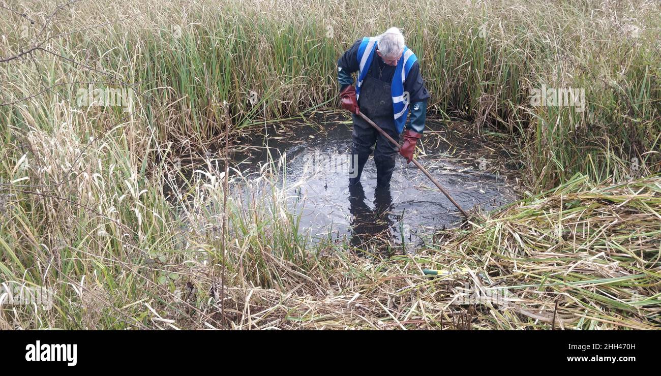 Bull rushes in hi-res stock photography and images - Alamy