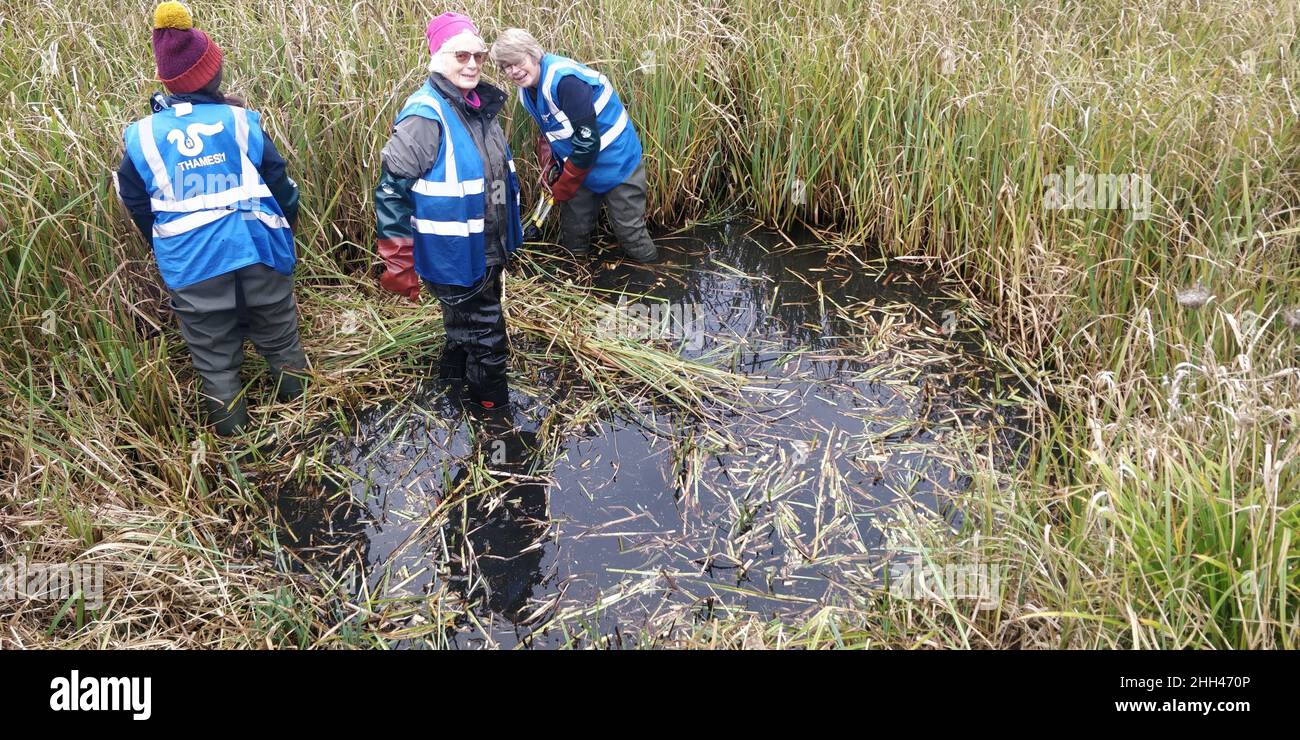 Pond clearing, London Stock Photo - Alamy
