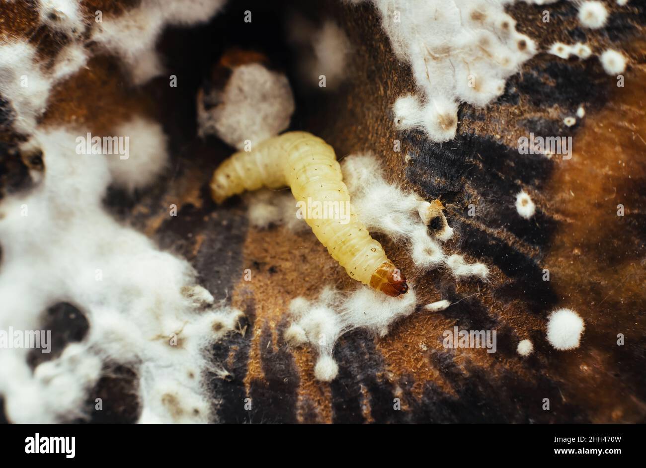 Rotten apple worm hi-res stock photography and images - Alamy