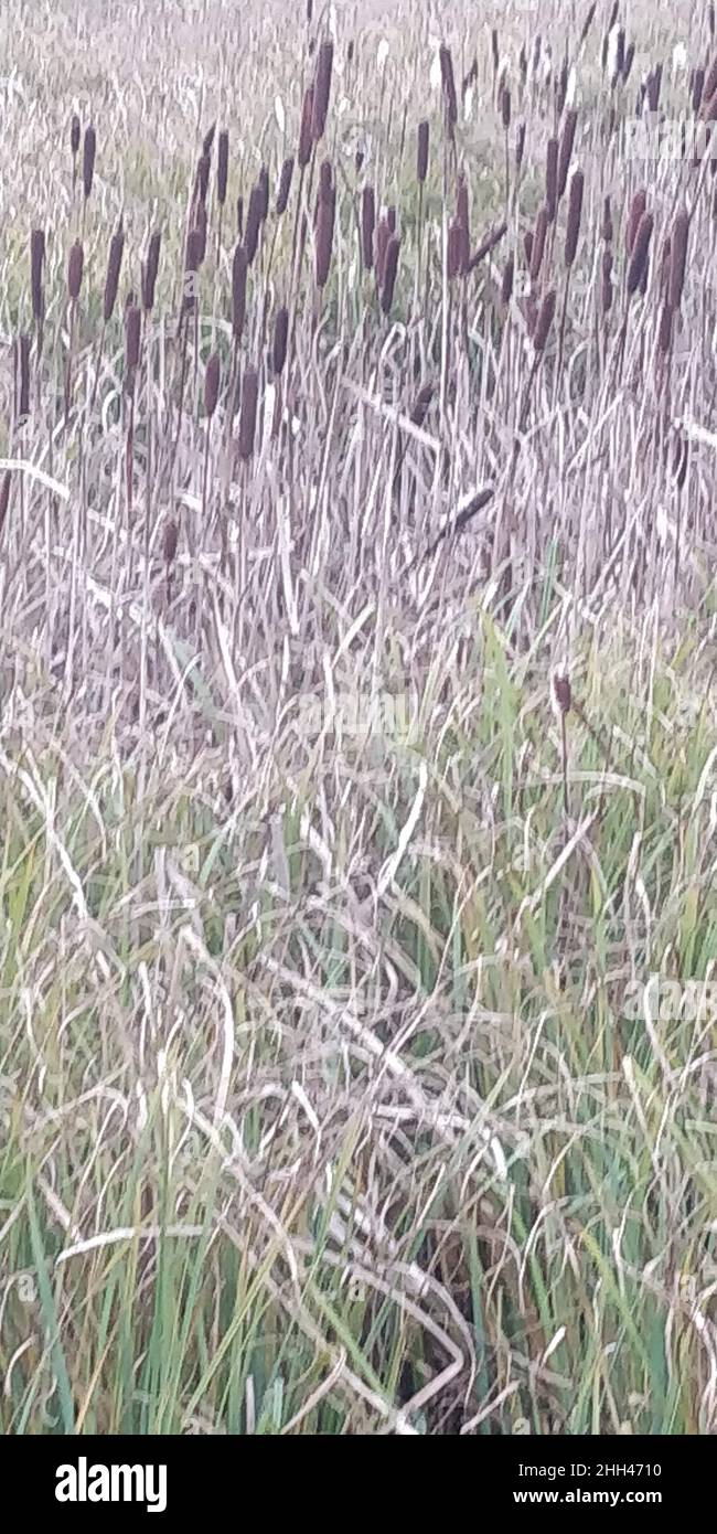 Bull rushes on pond hi-res stock photography and images - Alamy
