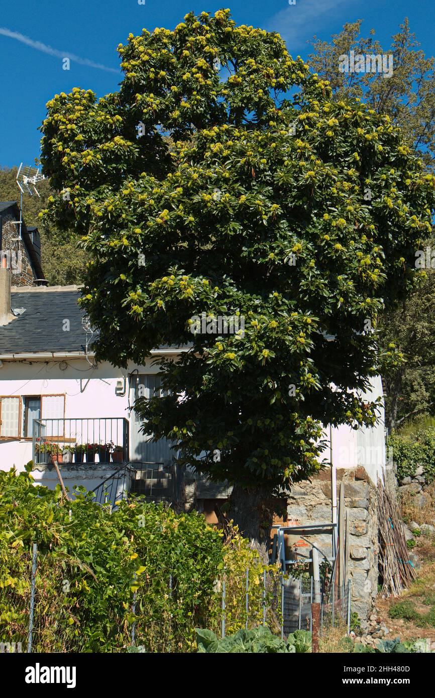 Chestnut tree in the village San Martin de Castaneda at Lago de ...