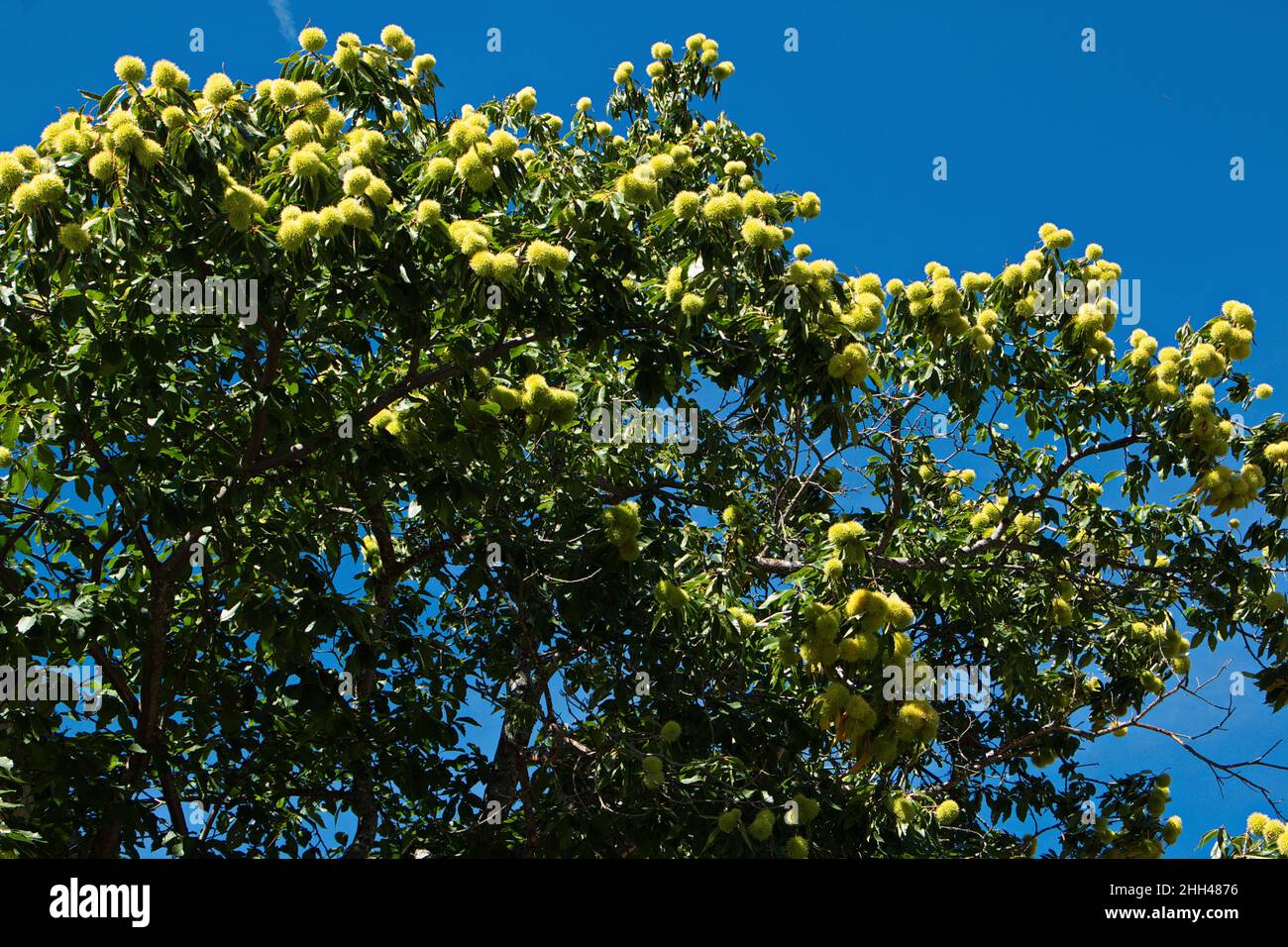 Chestnut tree in the village San Martin de Castaneda at Lago de ...