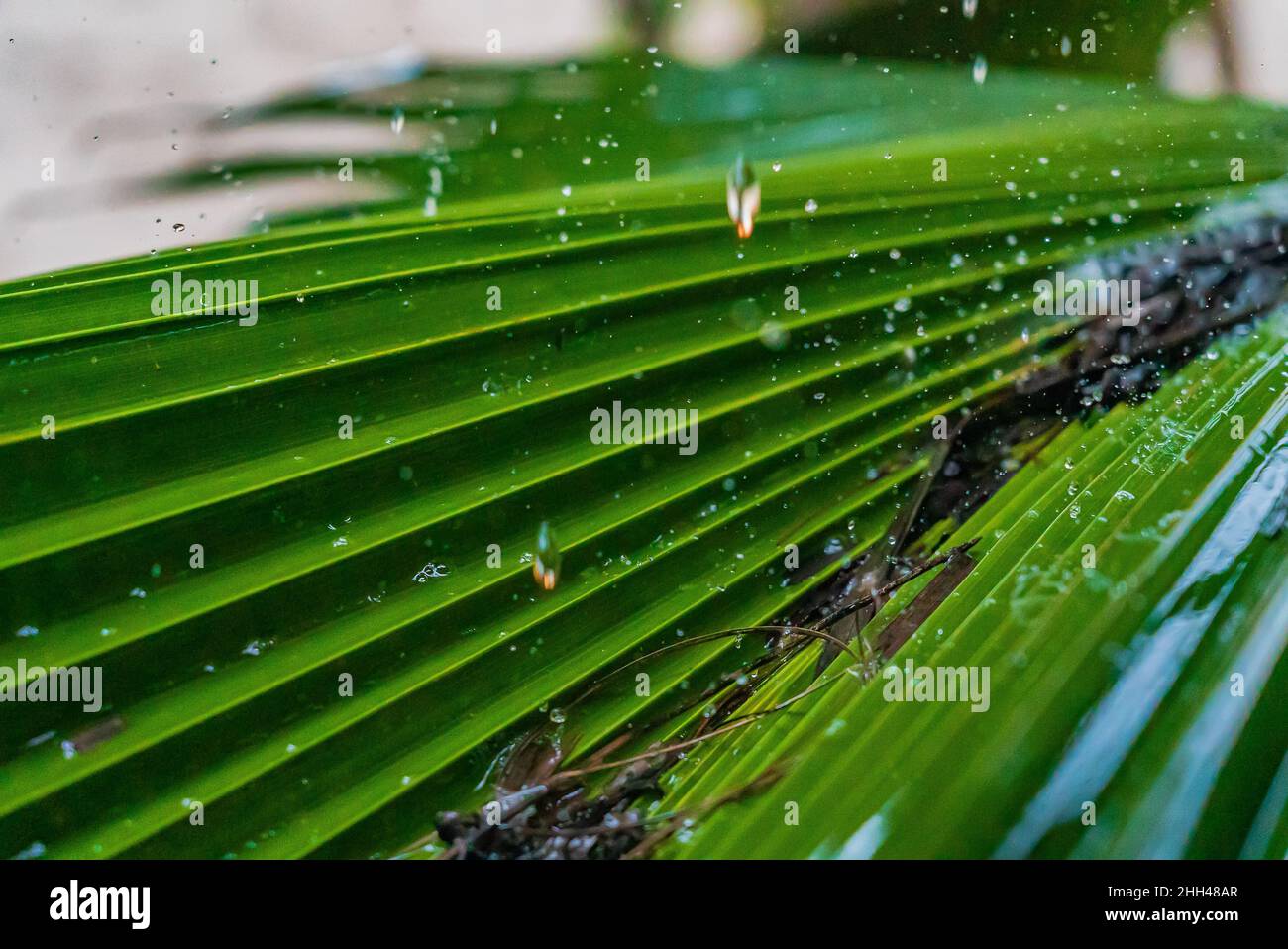 Palm tree leaf water drops hi-res stock photography and images - Alamy