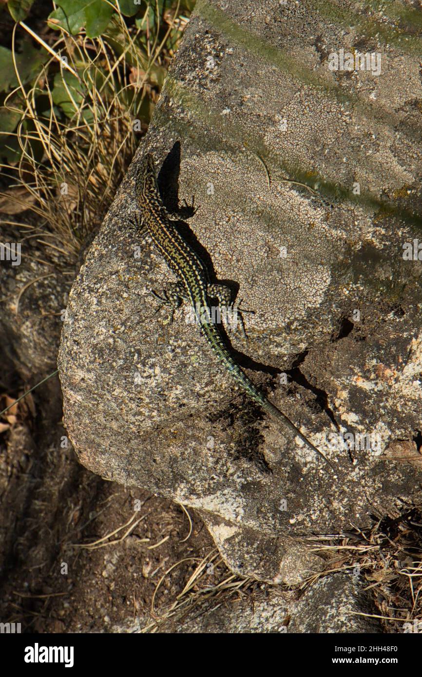Lizard at Lago de Sanabria near Galende,Zamora,Castile and León,Spain ...