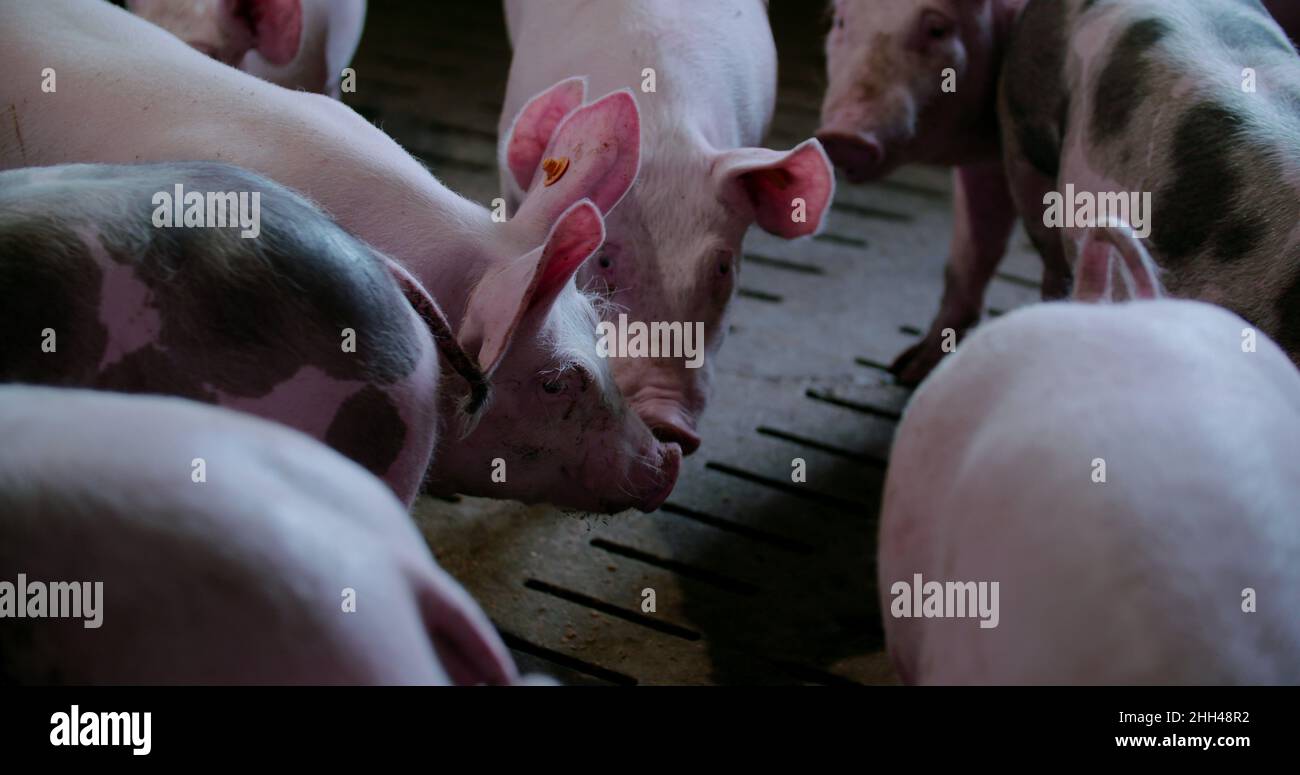 Pigs at Livestock farm. Pork Production, Livestock, Swine Stock Photo ...