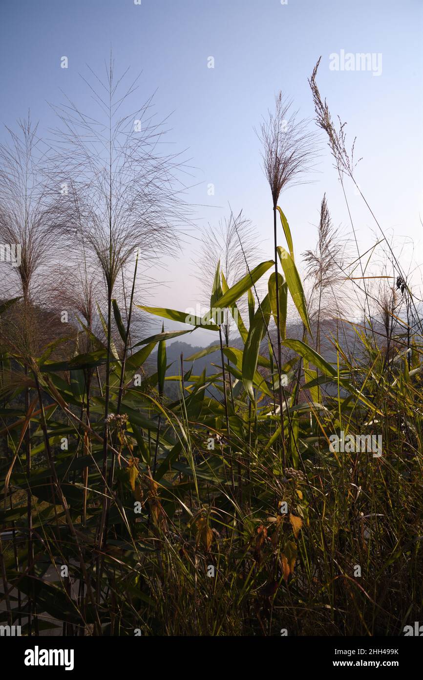 Thysanolaena latifolia or Asian Broom Grass at Kuapani area, Rishi road ...