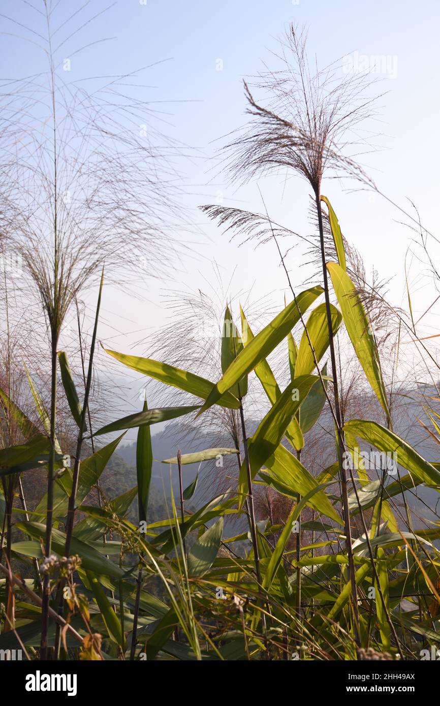 Thysanolaena latifolia or Asian Broom Grass at Kuapani area, Rishi road ...