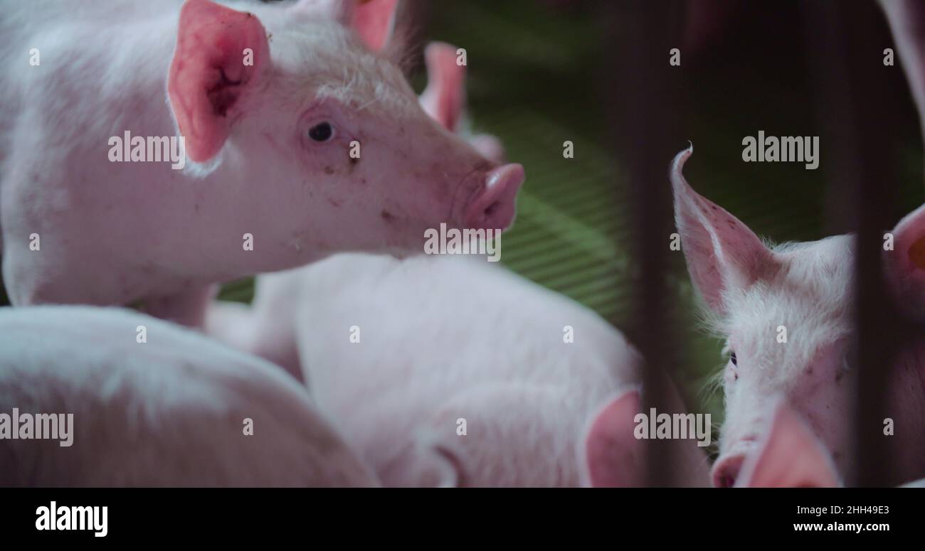 Pigs at Livestock farm. Pork Production, Livestock, Swine Stock Photo ...