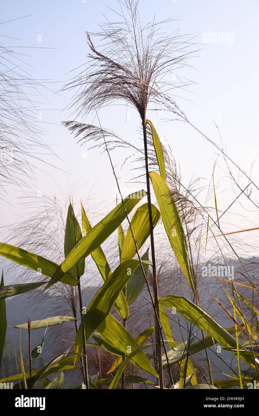 Thysanolaena latifolia or Asian Broom Grass at Kuapani area, Rishi road ...