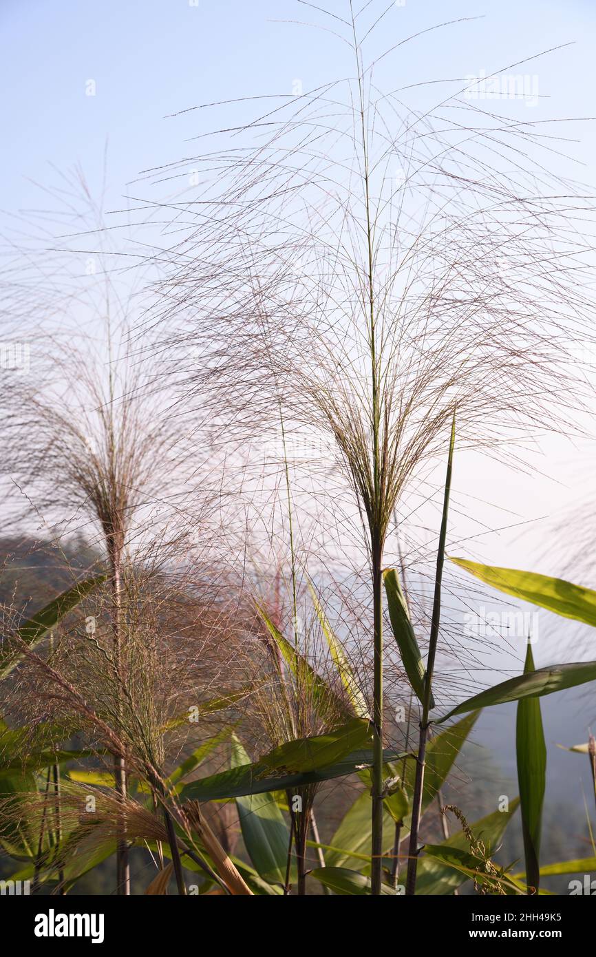 Thysanolaena latifolia or Asian Broom Grass at Kuapani area, Rishi road ...