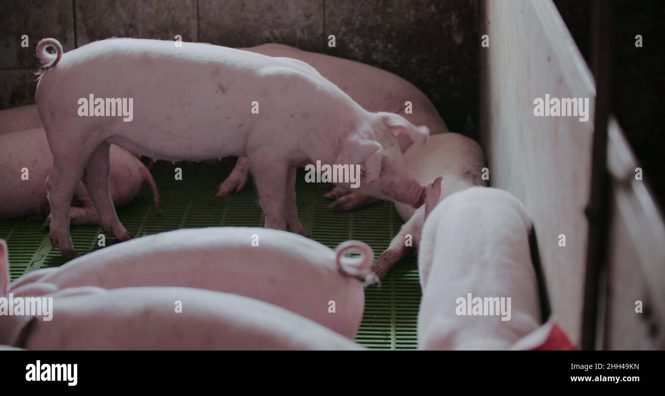 Pigs at Livestock farm. Pork Production, Livestock, Swine Stock Photo ...