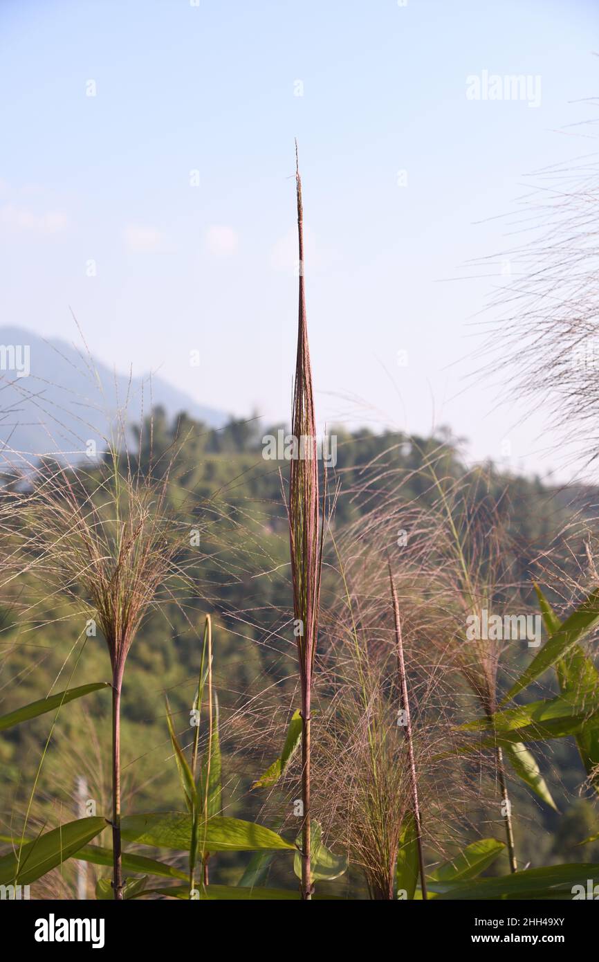 Thysanolaena latifolia or Asian Broom Grass at Kuapani area, Rishi road ...