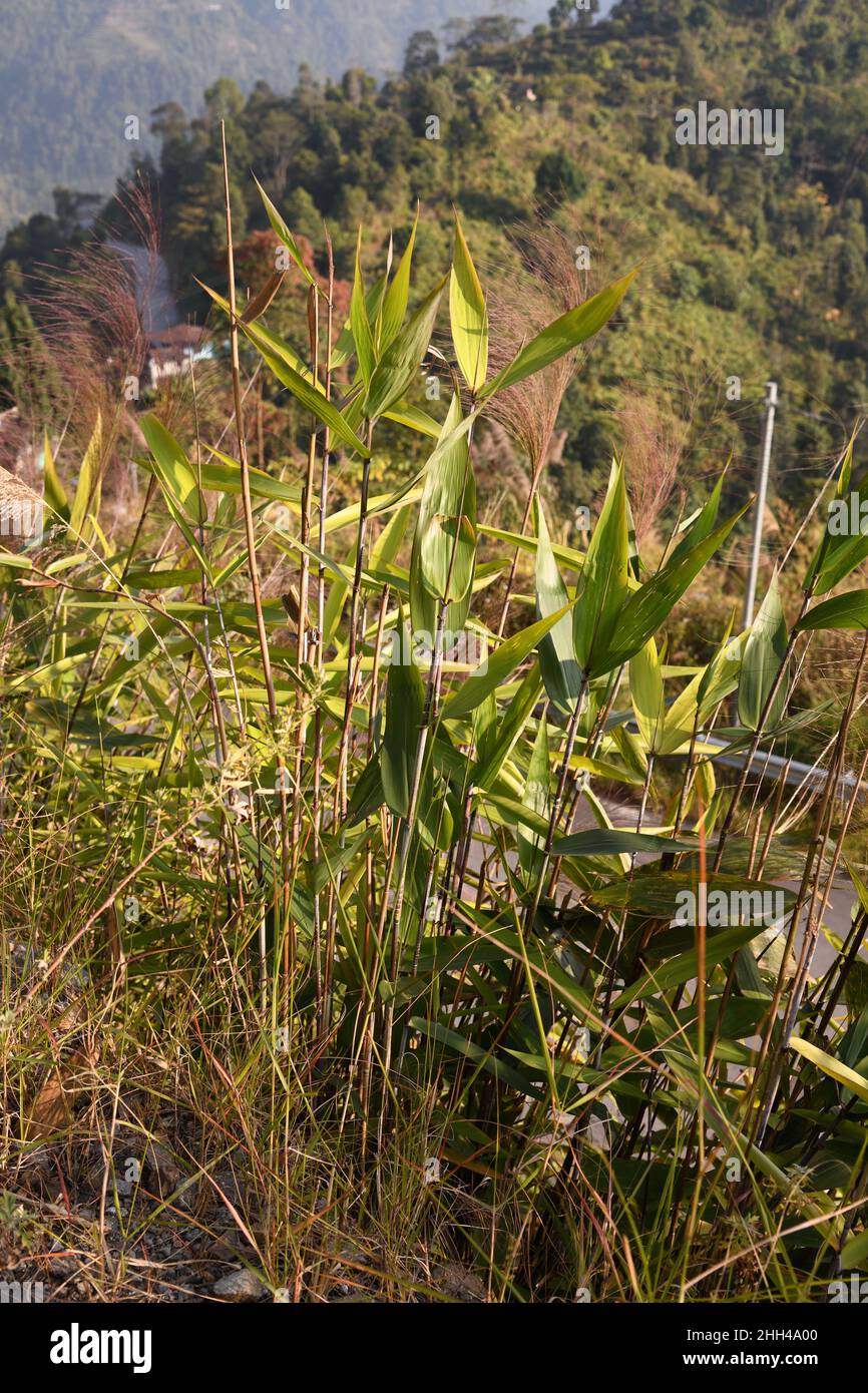 Thysanolaena latifolia or Asian Broom Grass at Kuapani area, Rishi road ...