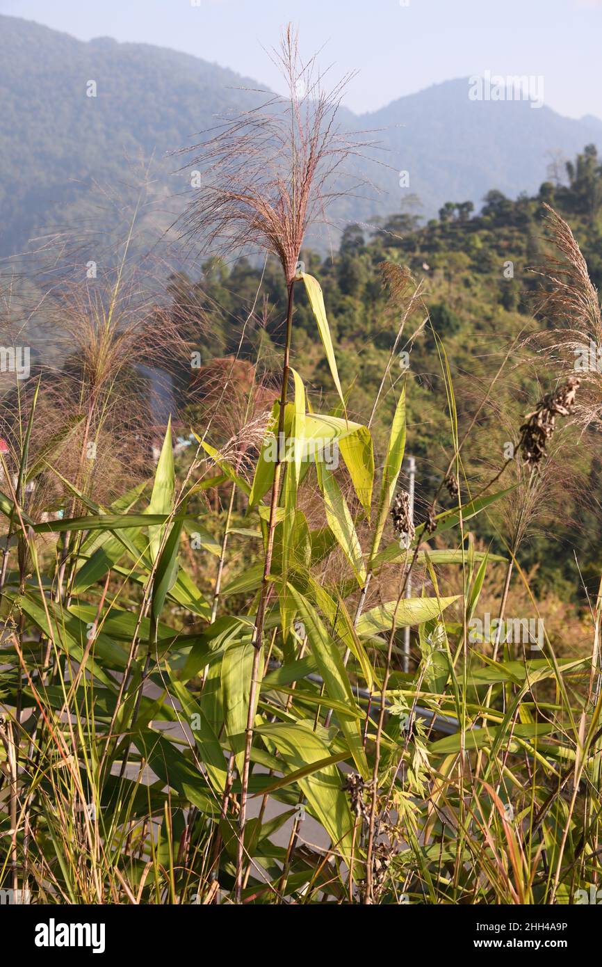 Asian broom grass hi-res stock photography and images - Alamy