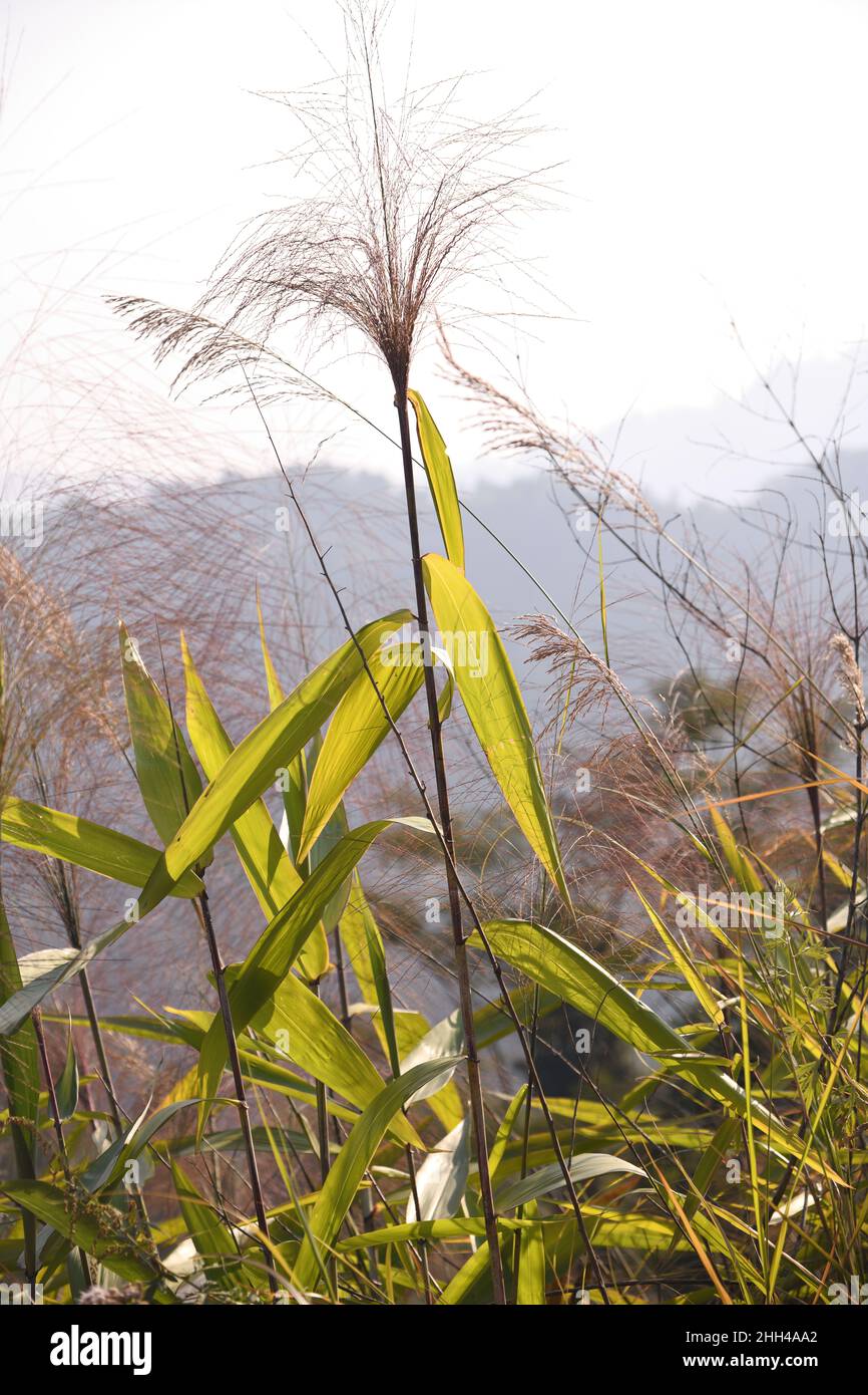 Thysanolaena latifolia or Asian Broom Grass at Kuapani area, Rishi road ...