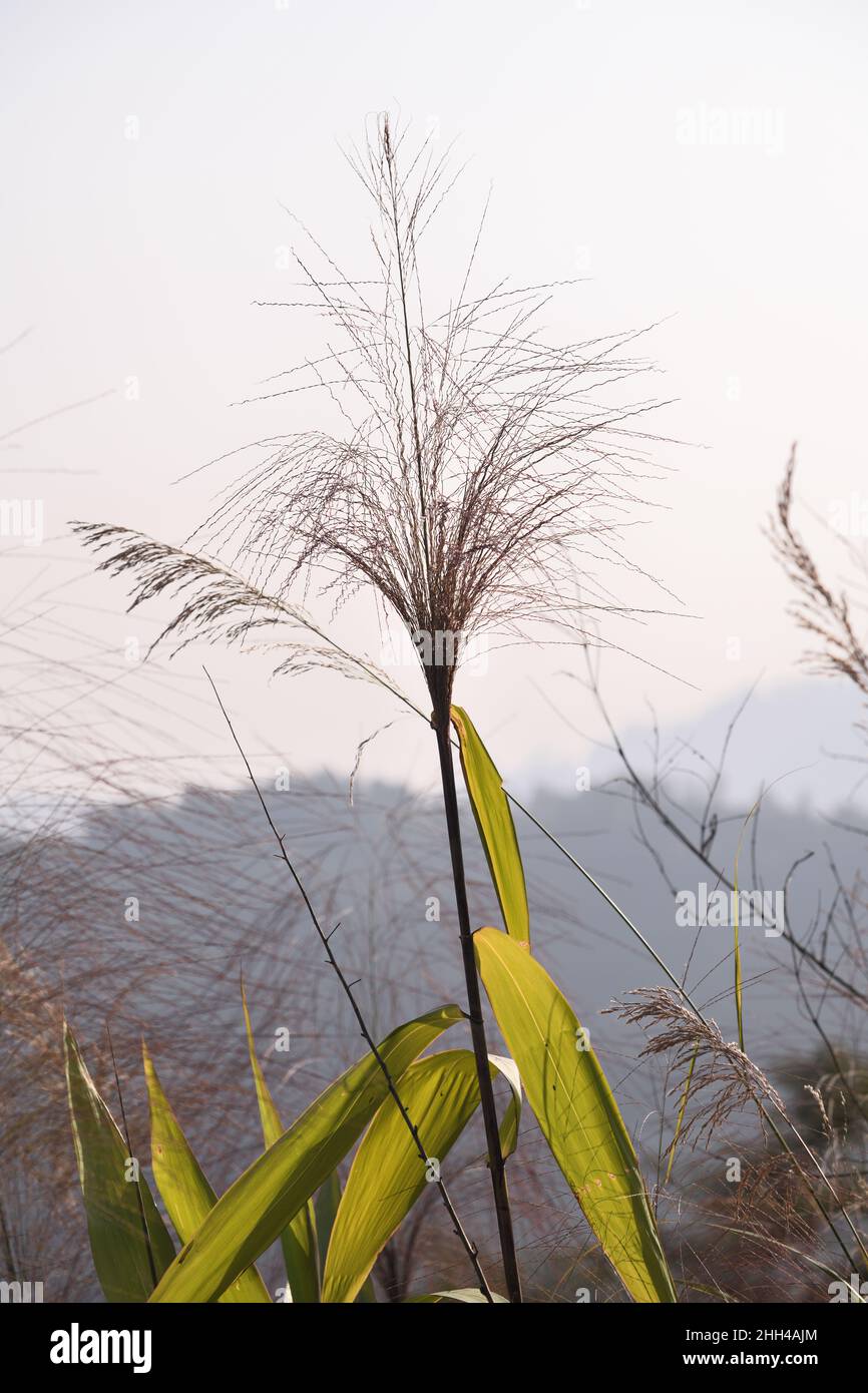 Asian broom grass hi-res stock photography and images - Alamy