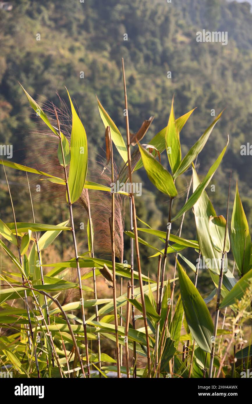 Asian broom grass hi-res stock photography and images - Alamy