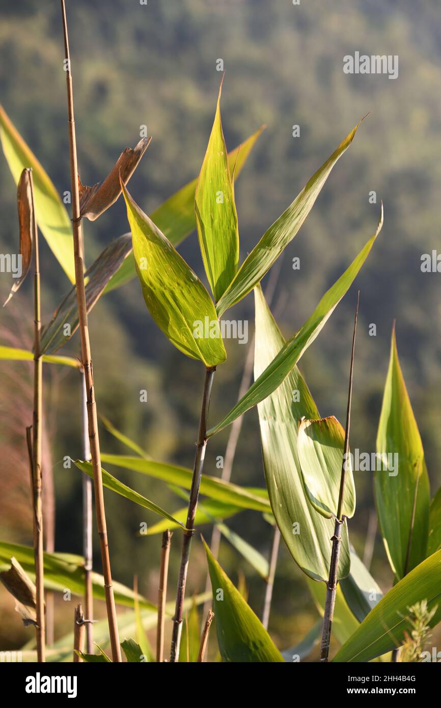 Asian broom hi-res stock photography and images - Alamy