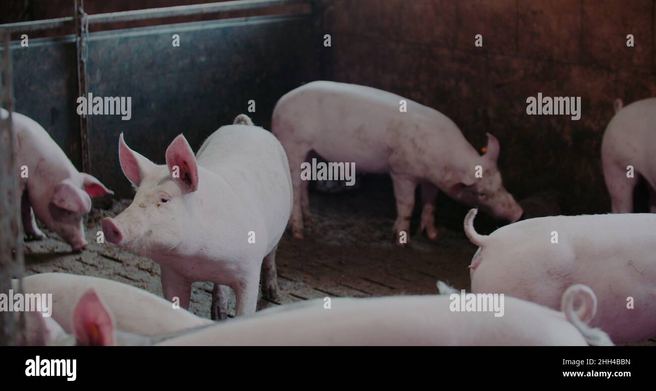 Pigs at Livestock farm. Pork Production, Livestock, Swine Stock Photo ...