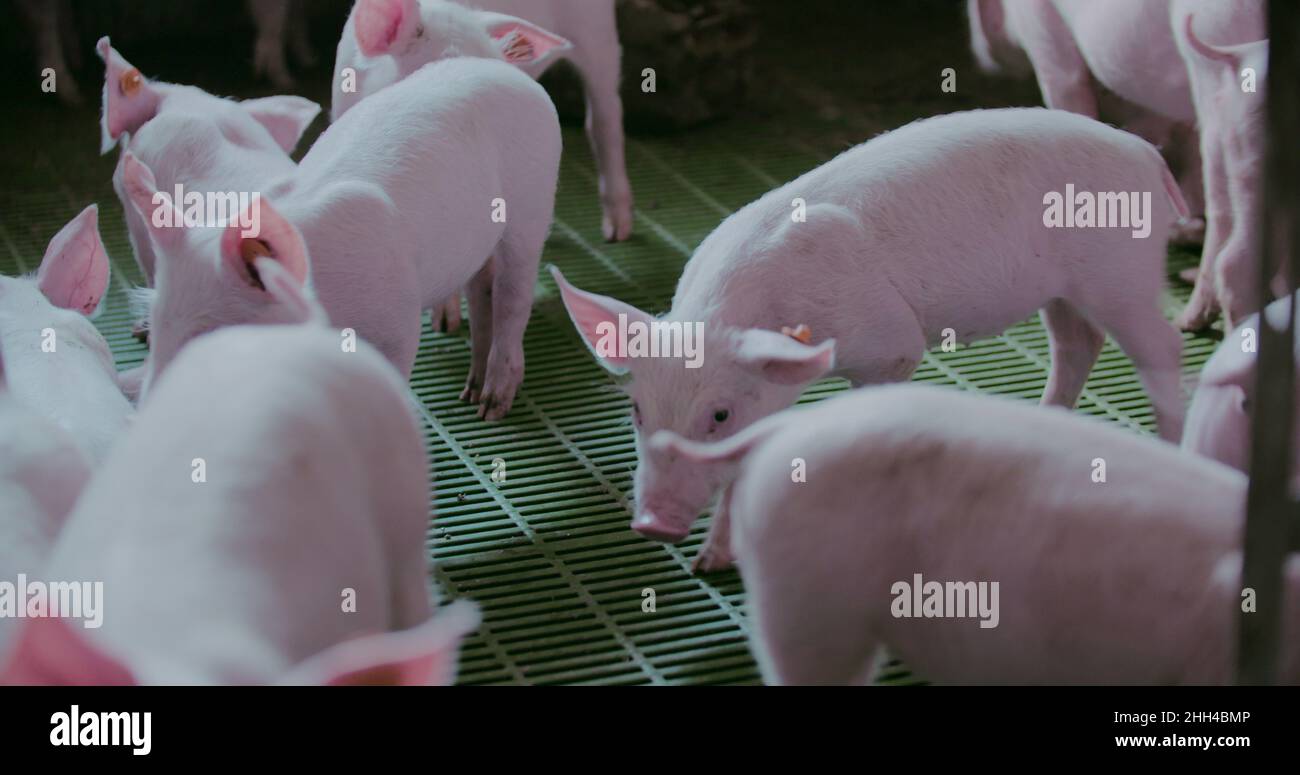 Pigs at Livestock farm. Pork Production, Livestock, Swine Stock Photo ...