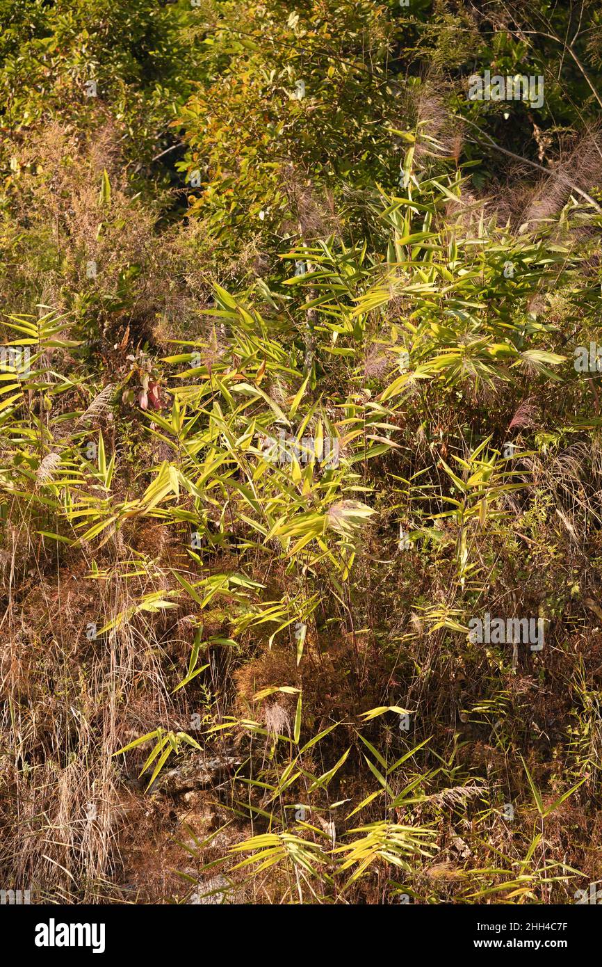 Thysanolaena latifolia or Asian Broom Grass at Kuapani area, Rishi road ...