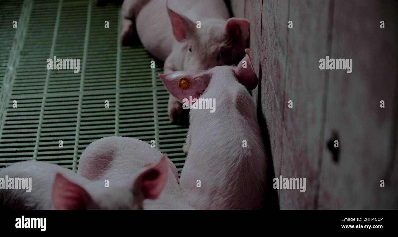 Pigs at Livestock farm. Pork Production, Livestock, Swine Stock Photo ...