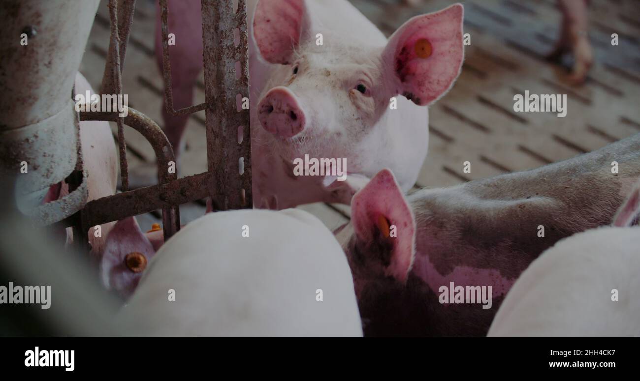 Pigs at Livestock farm. Pork Production, Livestock, Swine Stock Photo ...