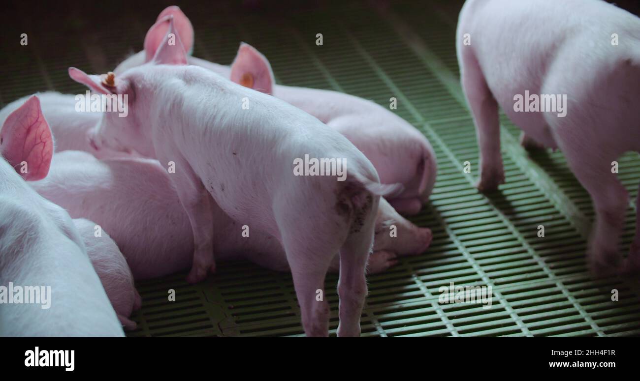 Pigs at Livestock farm. Pork Production, Livestock, Swine Stock Photo ...