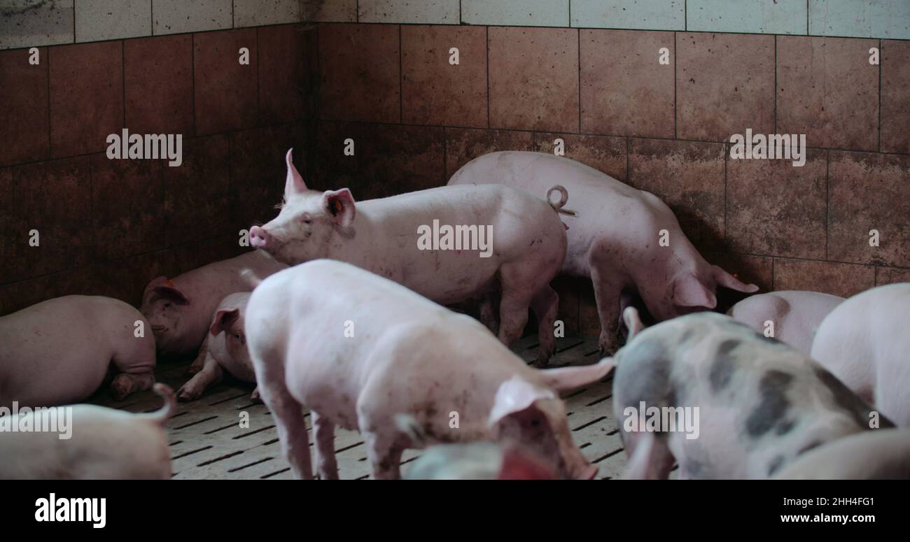 Pigs at Livestock farm. Pork Production, Livestock, Swine Stock Photo ...