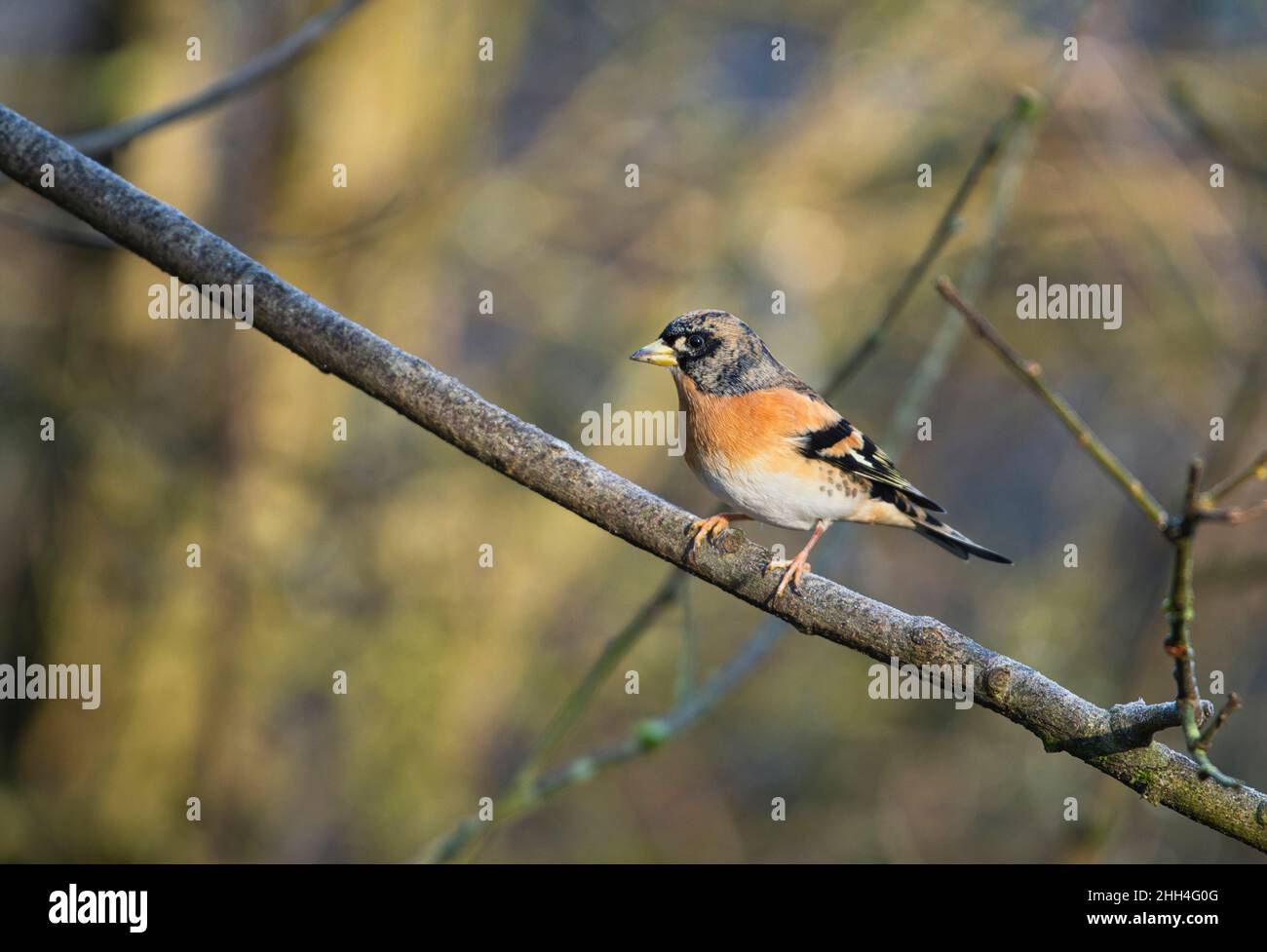 Brambling winter plumage hi-res stock photography and images - Alamy