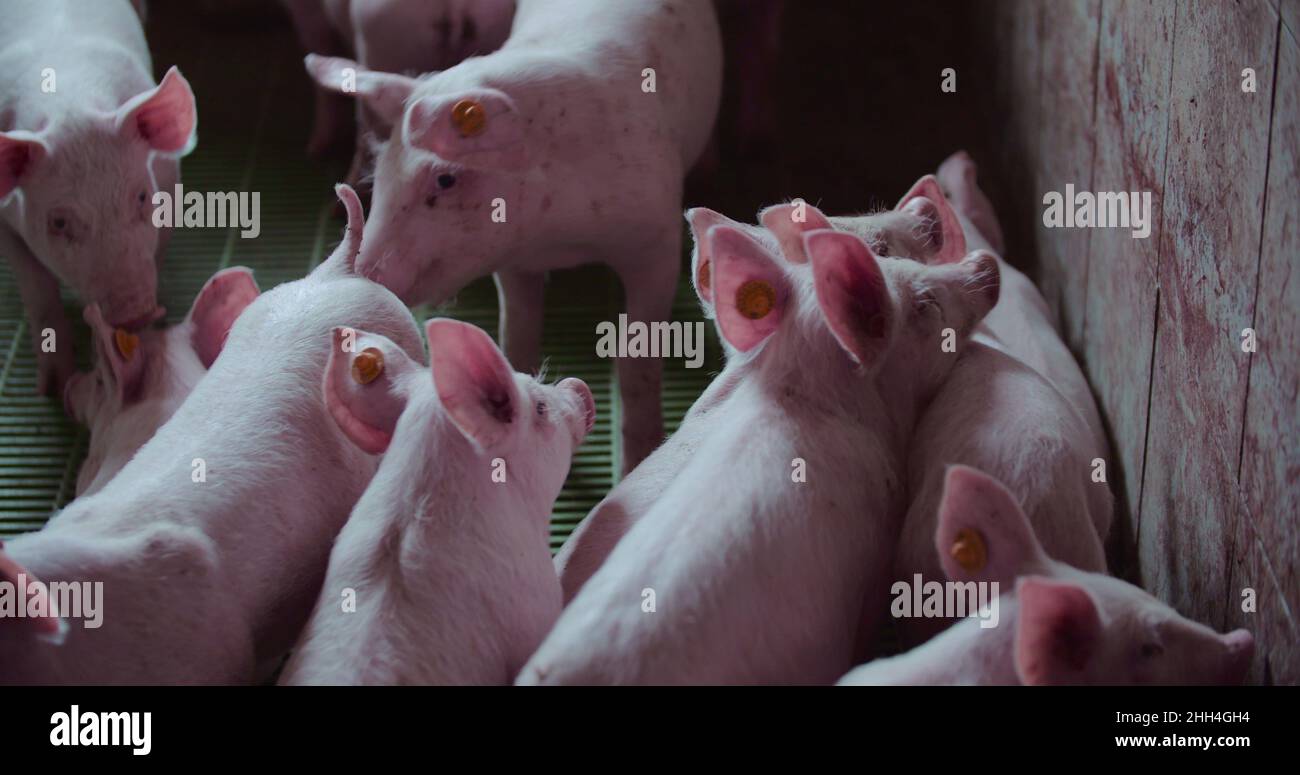 Pigs at Livestock farm. Pork Production, Livestock, Swine Stock Photo ...