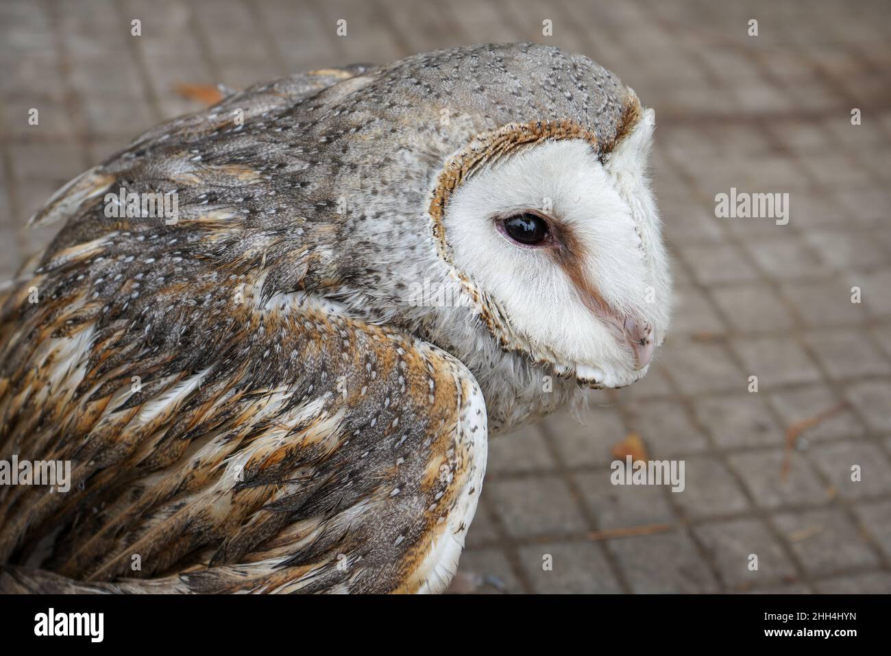 Owls are birds from the order Strigiformes, species of mostly solitary ...