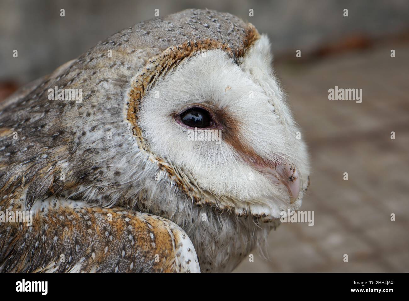 Head stance hi-res stock photography and images - Alamy