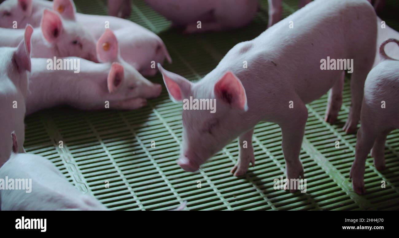 Pigs at Livestock farm. Pork Production, Livestock, Swine Stock Photo ...