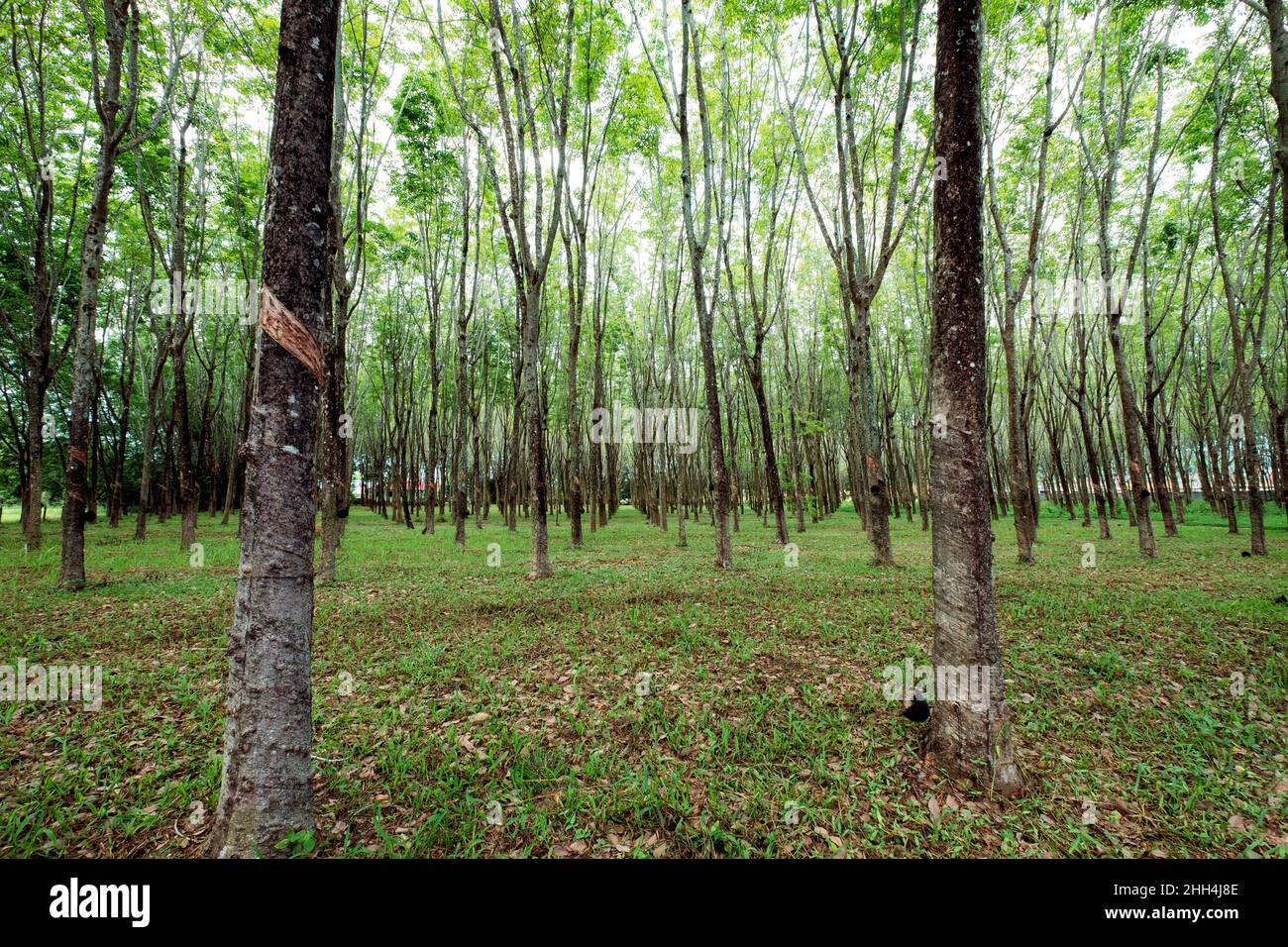 Row of Para rubber tree in plantation on southern in Thailand Stock ...