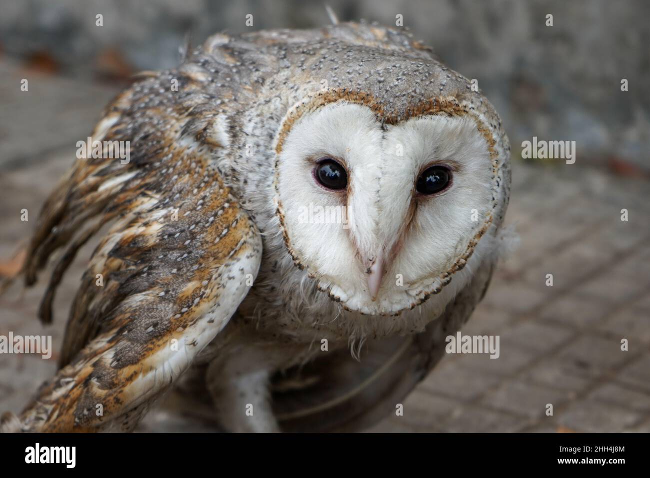 Owls are birds from the order Strigiformes, species of mostly solitary ...