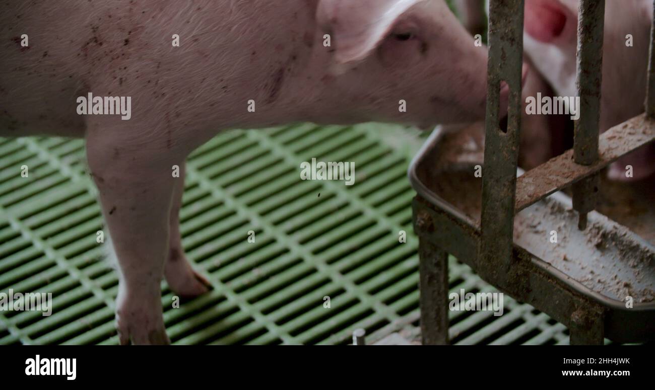 Pigs at Livestock farm. Pork Production, Livestock, Swine Stock Photo ...